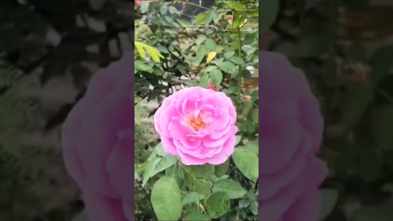 Pink Rose Dose #shorts #ai