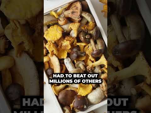 What is a FUNCTIONAL Mushroom?