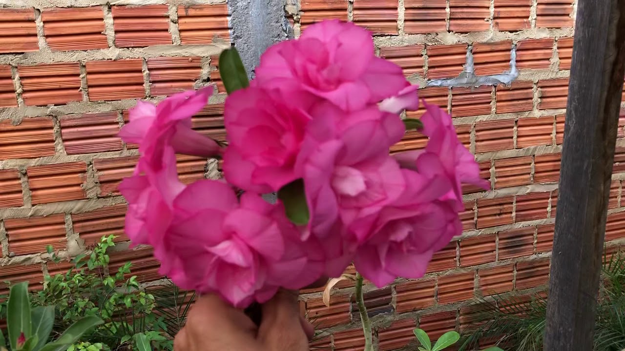 Bouquet de rosa do deserto: Variedade ploc 033