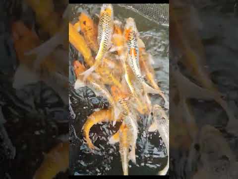 Japanese Koi