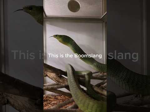 Boomslangs actually exist, and it's terrifying.