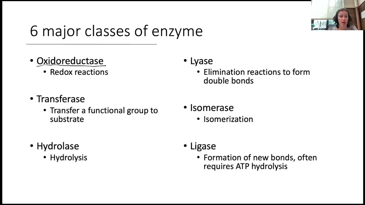 Enzyme Kinetics I 1