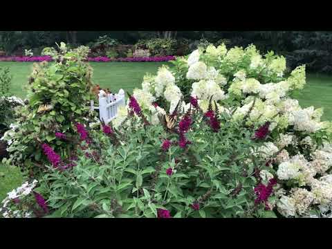 Miss Molly Butterfly Bush | gardencrossings.com