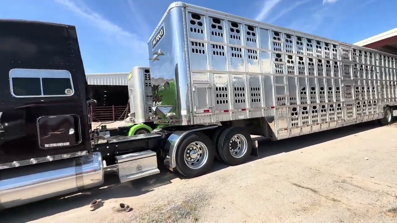 Murray farm bull hauler 