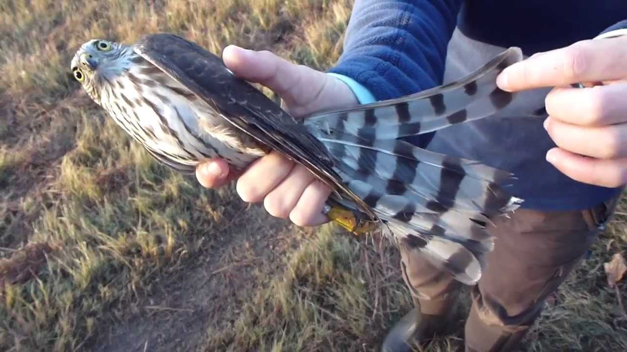 KIBS: Sharp-shinned Hawk