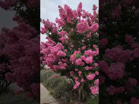 Lagerstroemia-Crape Myrtle