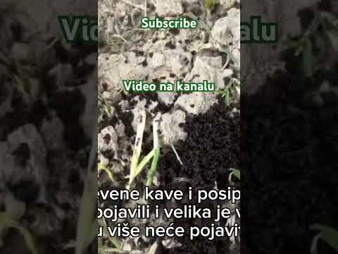 Odlično rješenje protiv mravi! #organic #shorts