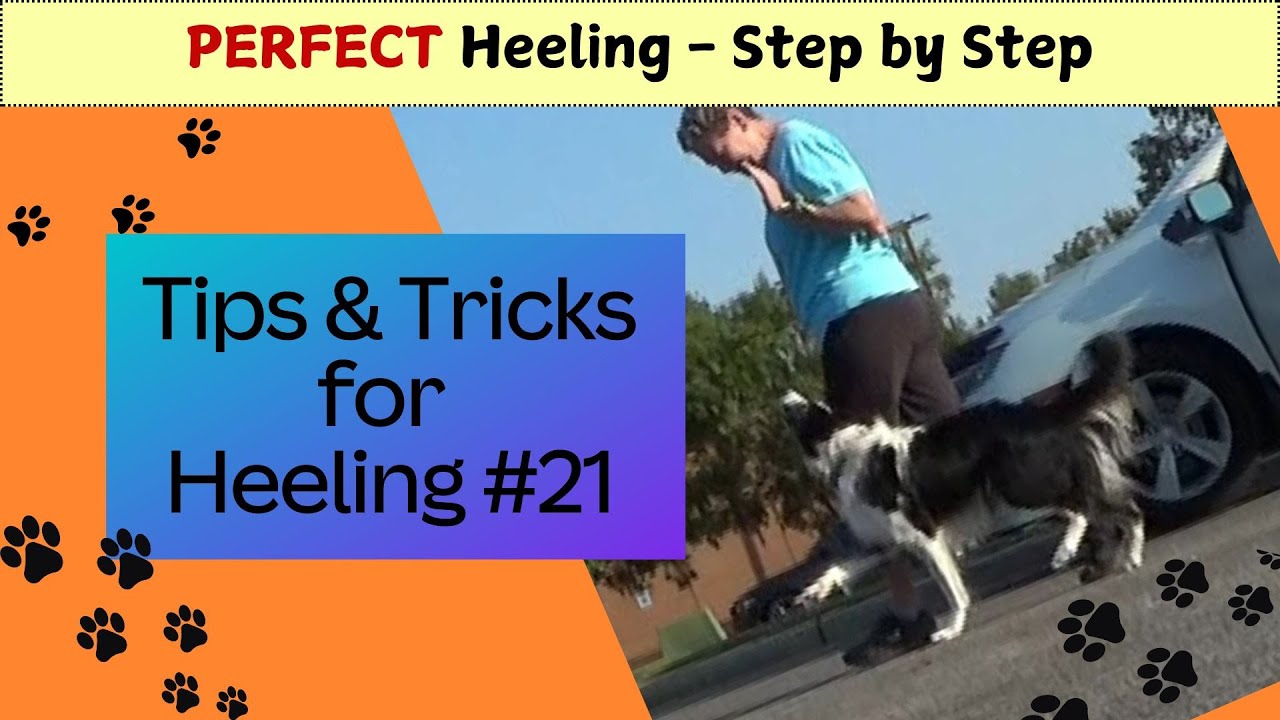 Heeling Tips & Tricks #21 Raise Hand Shoulder/Wean OFF Treat ...