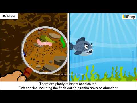 Amazon | Human-Environment Interactions | Geography | Class 7th | iPrep