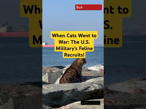 When Cats Went to War: The U.S. Military’s Feline Recruits! #militarymonday #facts #cats #catshorts