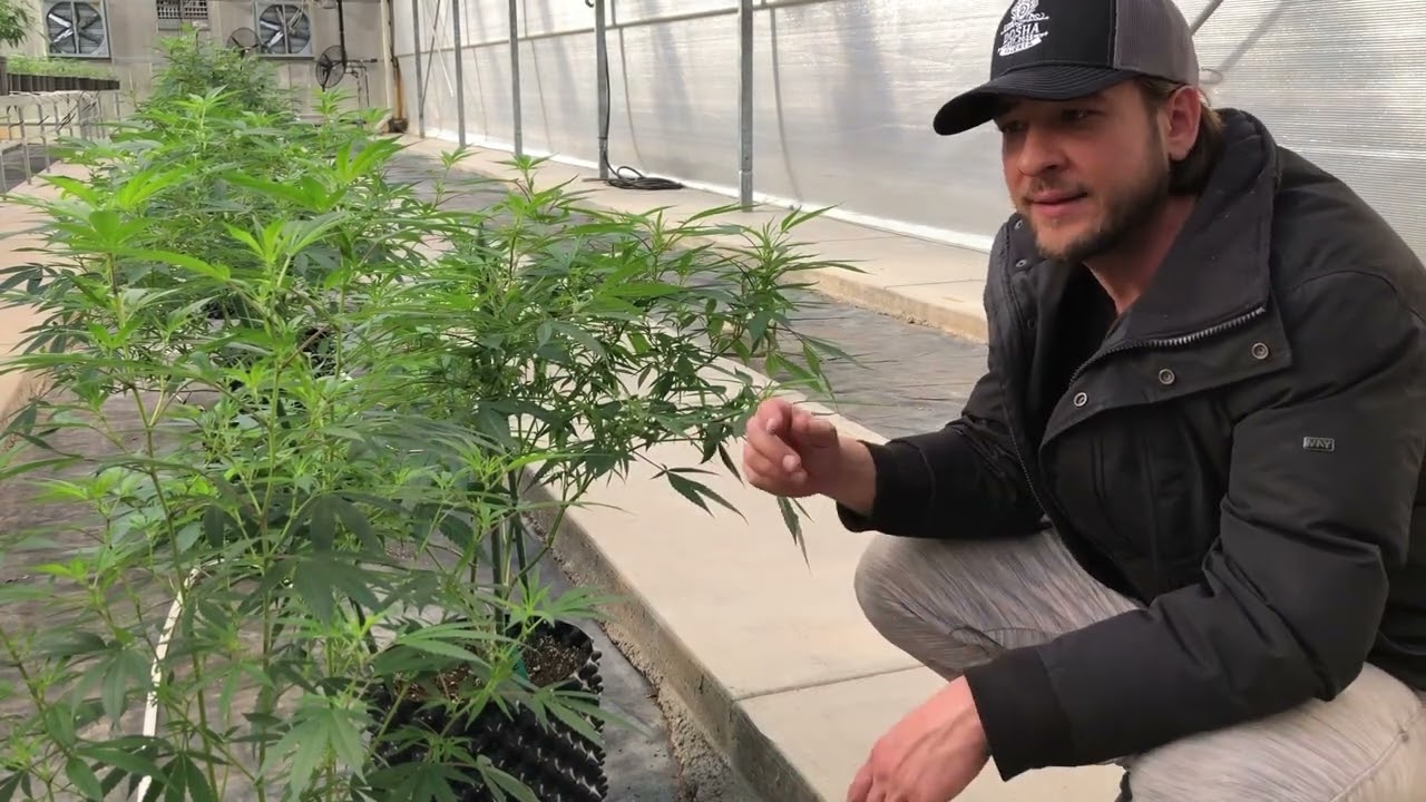 House of Sacci Cannabis Farm Tour