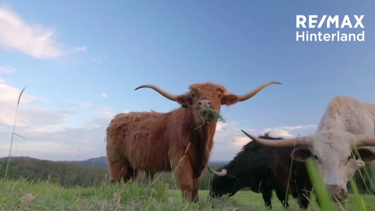 Mark Clayton and Michael Reck - REMAX Hinterland - realcommercial.com.au