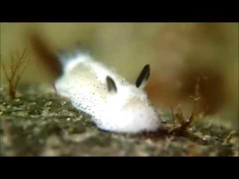 Sea Bunnies Exist, and You're Going to Fall in Love with Them
