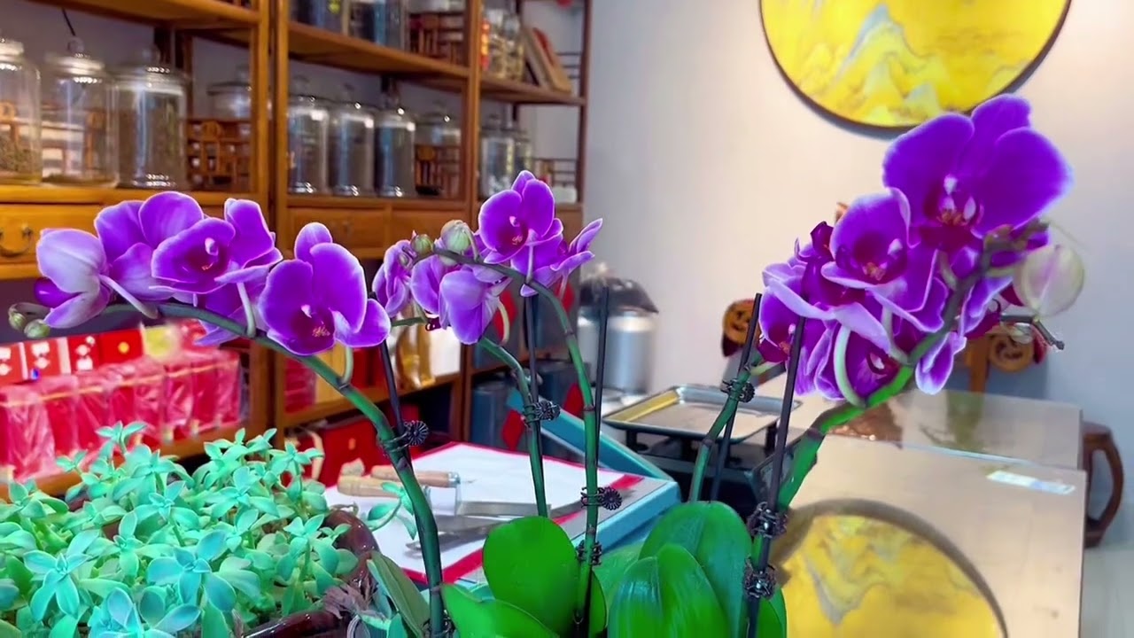 ✨ Discover the Art of Chinese Tea ✨