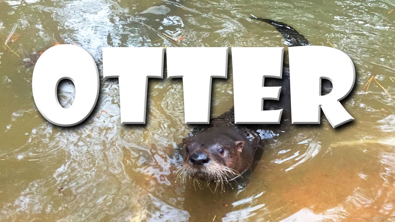 Animal Fact Friday - Otters