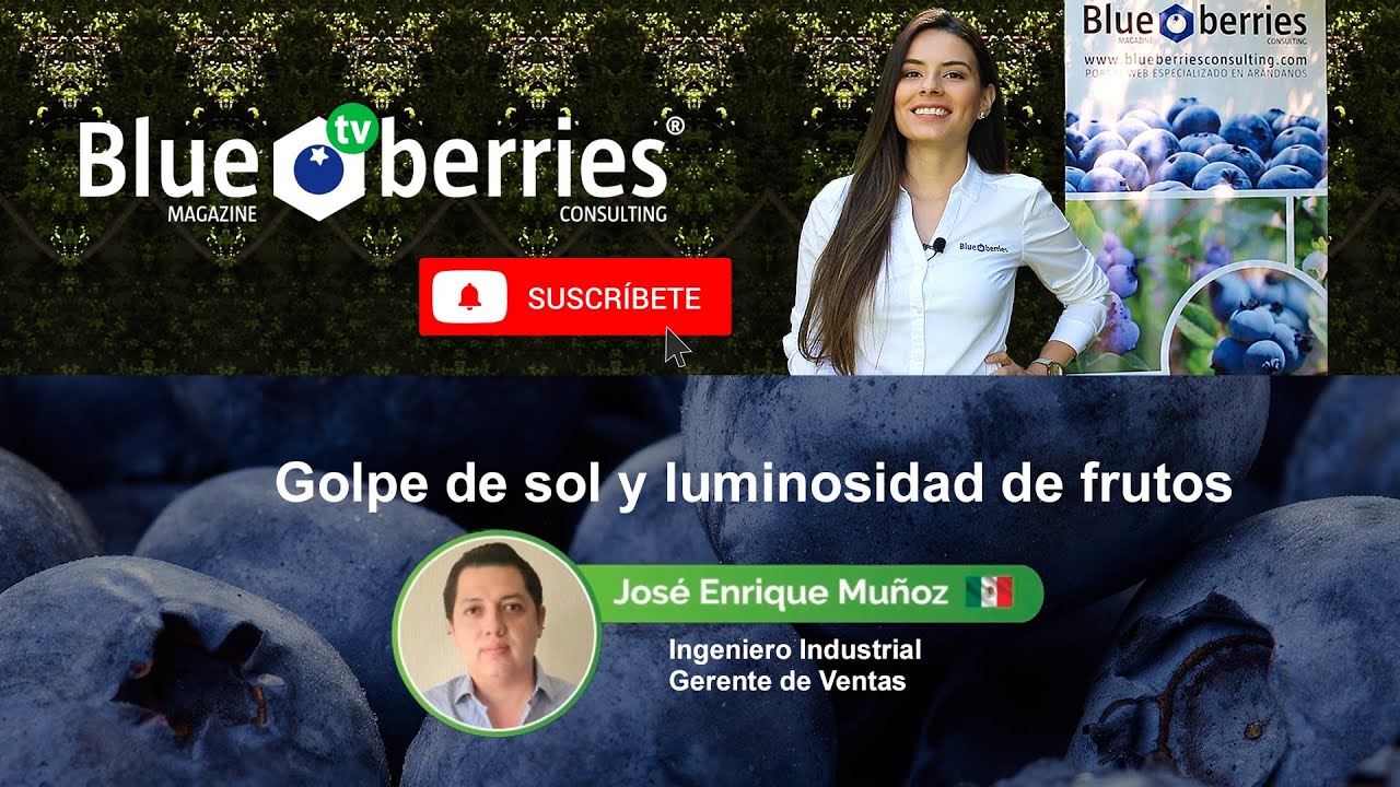 Blueberries TV | Blueberries Consulting