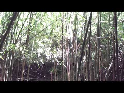 bamboo jungle in Charlestown, RI