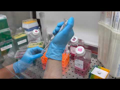 Transfecting LgBiT Expression Vector with FuGENE® HD Transfection Reagent