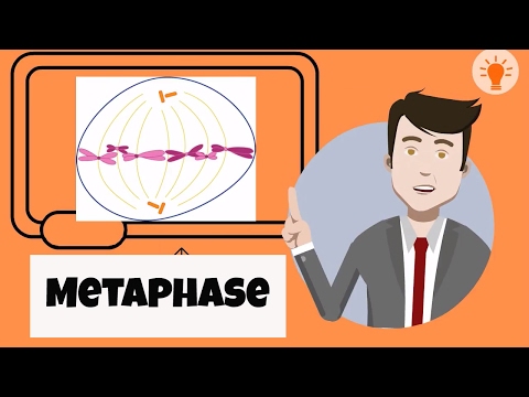What happens during metaphase?