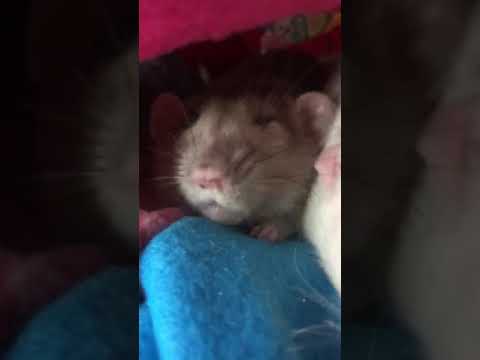 Boggling: How Rats Show Theyβre Happy