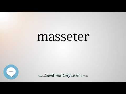 masseter - Smart & Obscure English Words Defined ποΈππ£π§ β