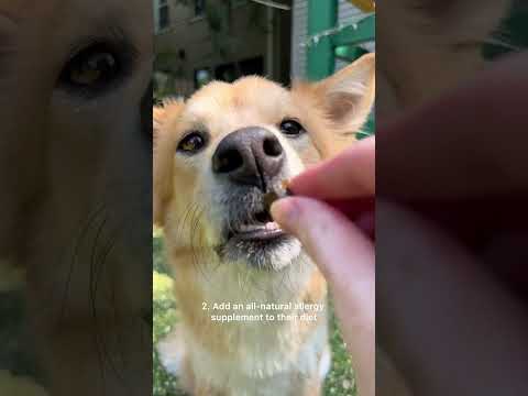 What To Do When Your Dog is Constantly Itching #Dogs