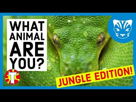 What Animal Are You? | Jungle Edition | Personality Test
