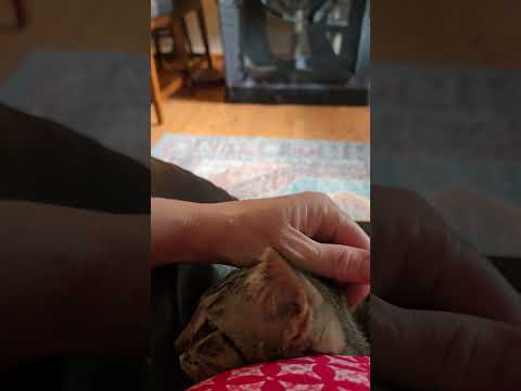 Video of adoptable pet named Uma