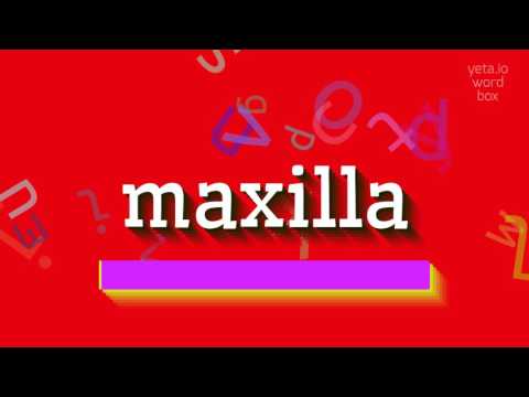 How to say "maxilla"! (High Quality Voices)