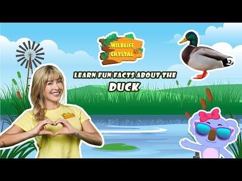 Duck Facts