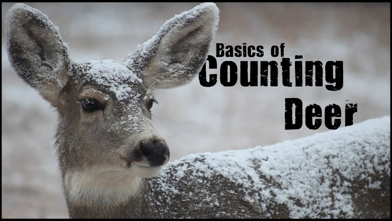Basic Sampling Techniques - Counting Deer