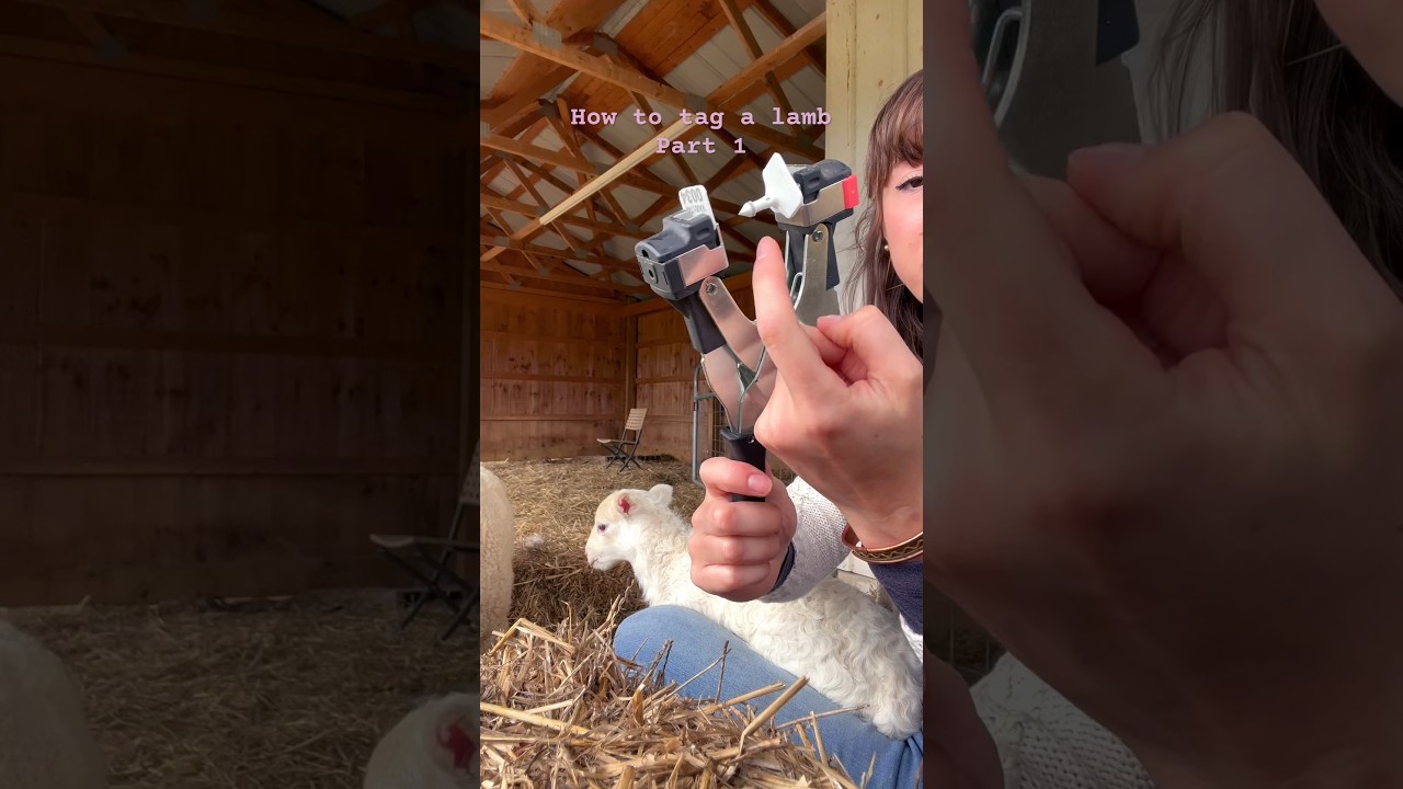Part 1: How to tag a lamb #sheep #farmlife #farm #eartag