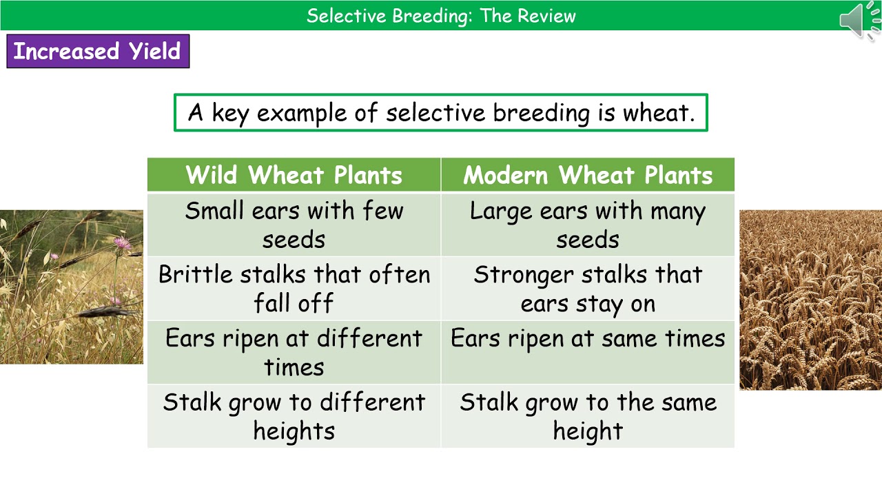 OCR Gateway A B6.2.3 - Selective Breeding