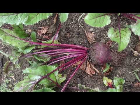 BEET ROOT || चुकंदर || Beta vulgaris || Botany Zoology +
