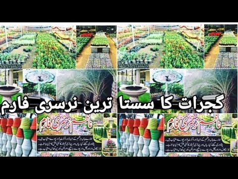*|گجرات کا سستا ترین نرسری فارم|Gujrat Nursery farm with all plants variety|*