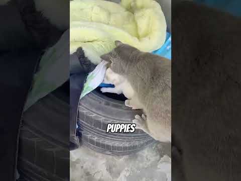 Loving Mother Cat Adopts Puppies π #shorts #animals #cat #cats #dog #dogs #puppies #cute #pets