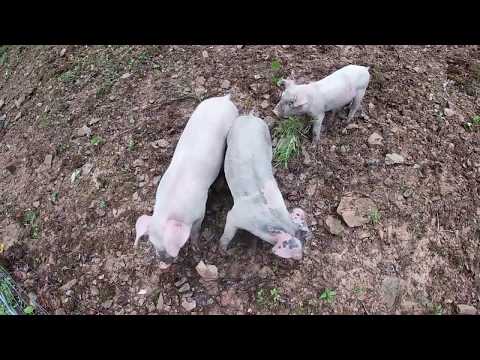 Plowing The Hillside! Composting Garden Plow