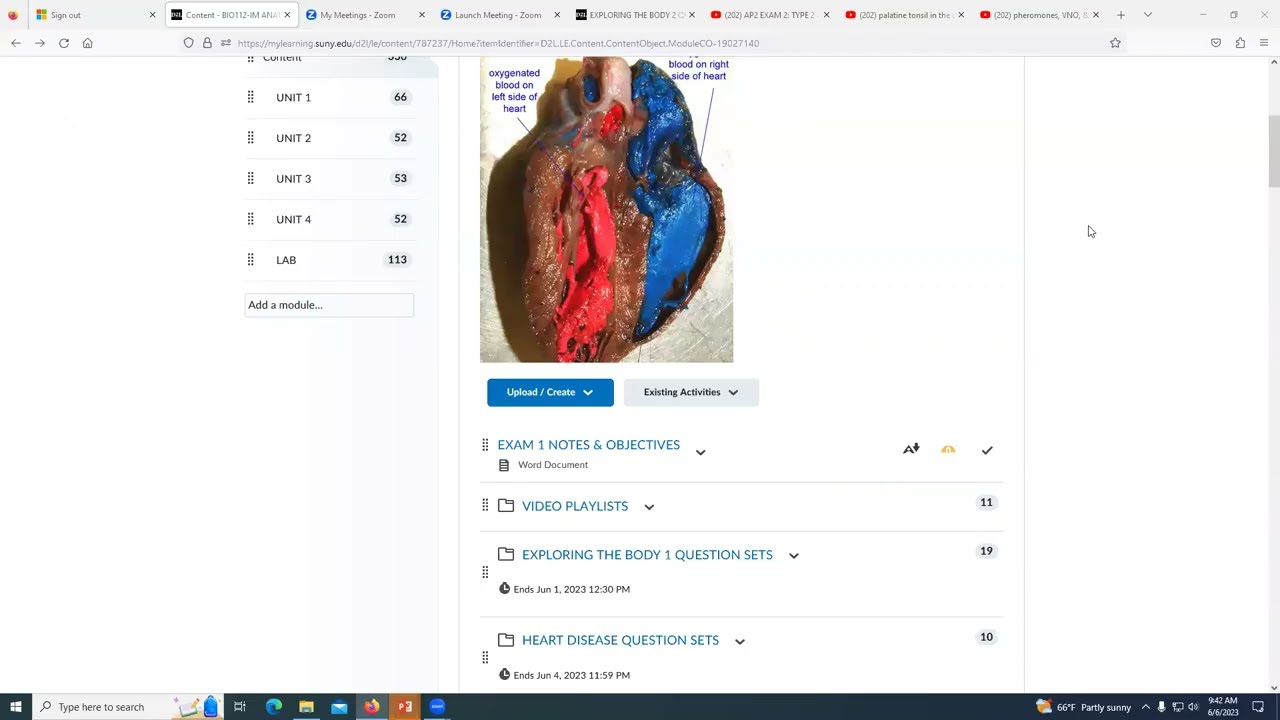 Anatomy Physiology 2 lab midterm review