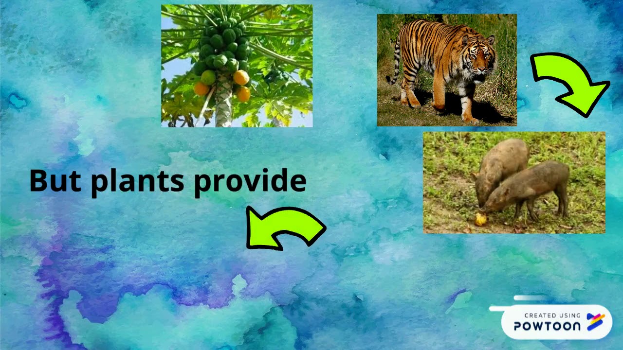 Plant and Animal Interdependency