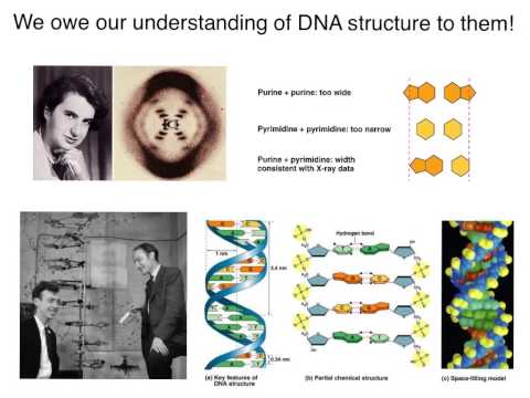 DNA Structure - NO LONGER UP TO DATE