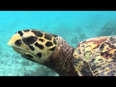 Anse Source D'argent - La Digue, turtle underwater
