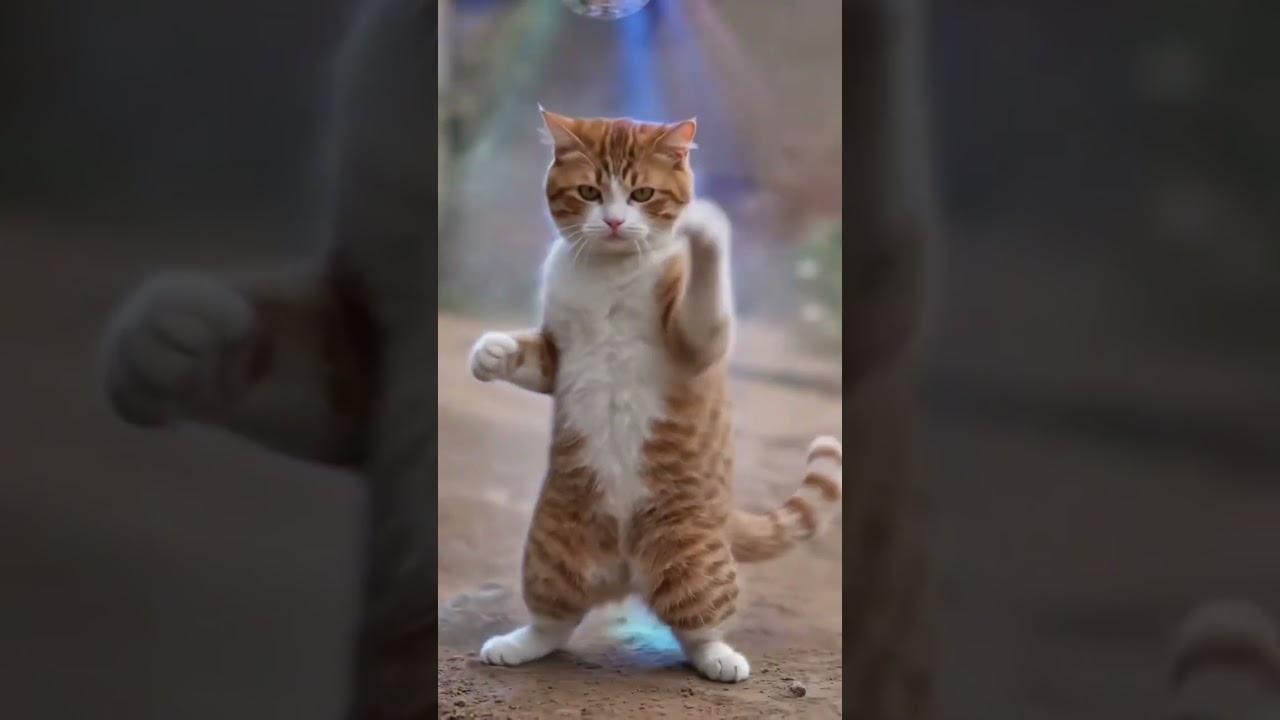 pusy  cat dance beautiful👌👌🤡