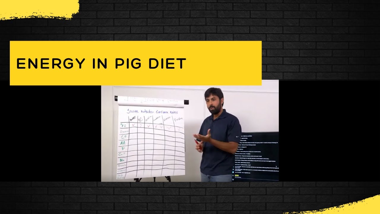 Energy in pig diet