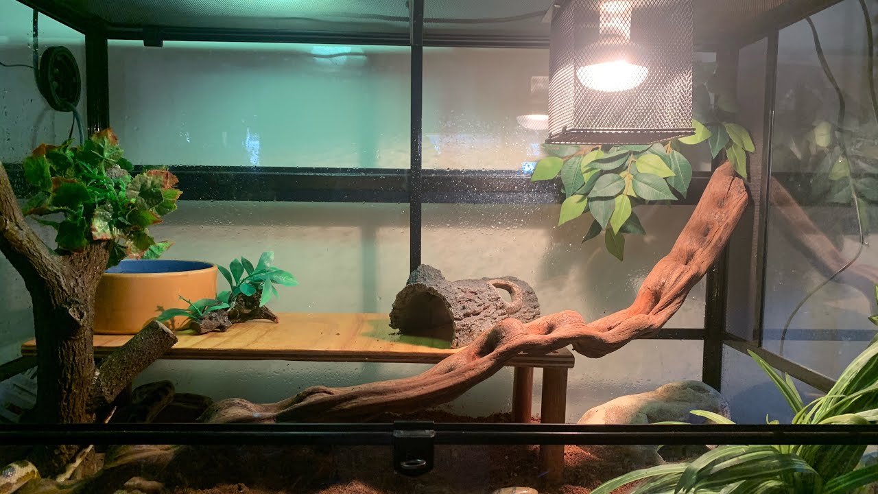 SPOTTED/CHILDREN’S PYTHON SETUP!!