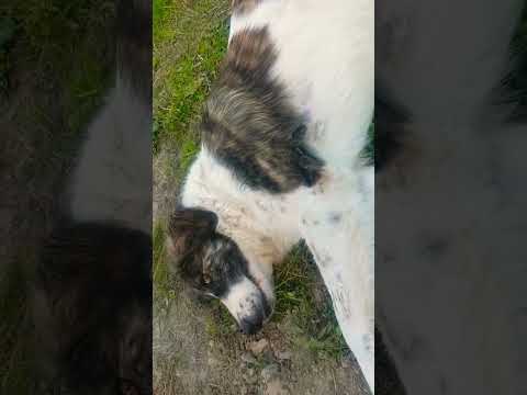 Dogy The Karakachan dog - каракачанка -