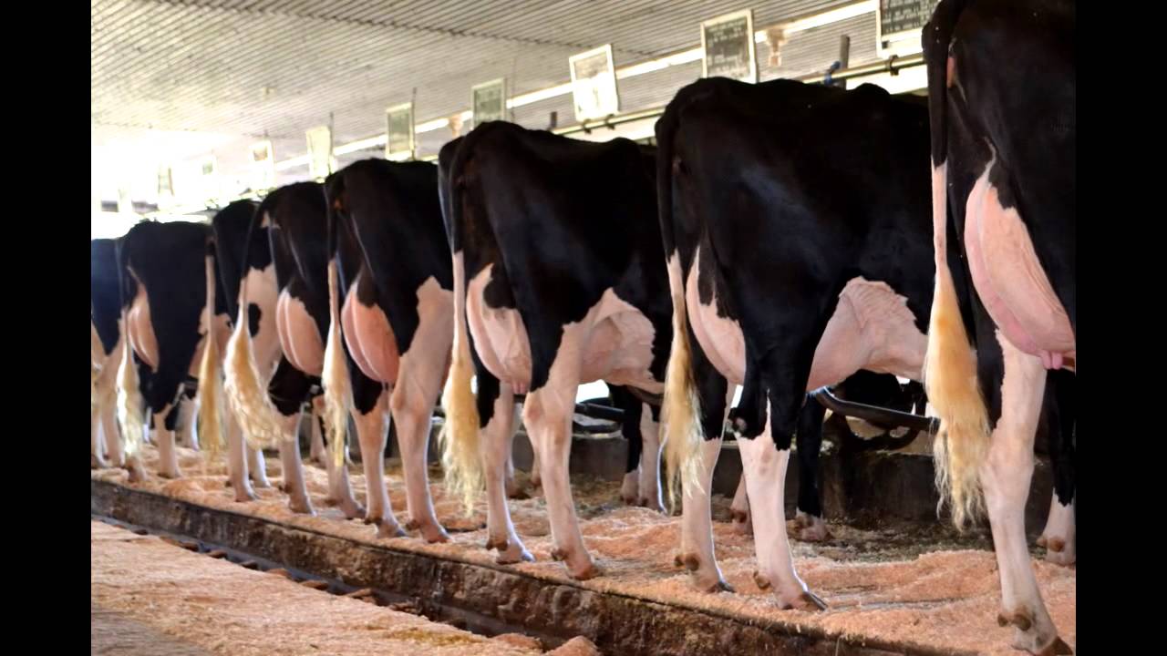 2015 Elite Breeder Award