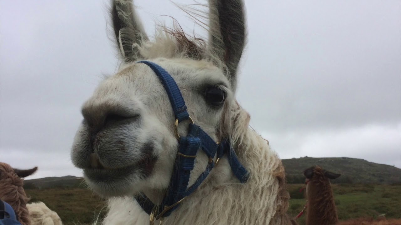 Llamas Exploring Dartmoor