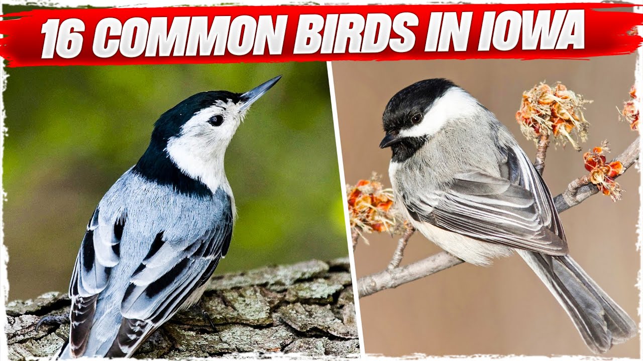 16 Common Birds in Iowa (with Pictures)