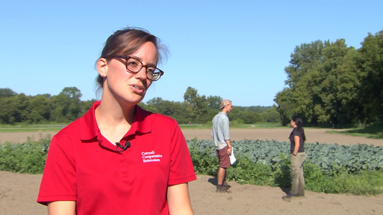 Swede Midge Research