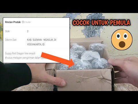 Unboxing Ikan Guppy Red Dragon Line Swasti dari Shopee | Cuma 4 Ribu Rupiah!!!